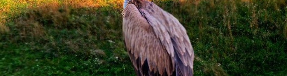 Como actuar si encontramos un animal salvaje herido